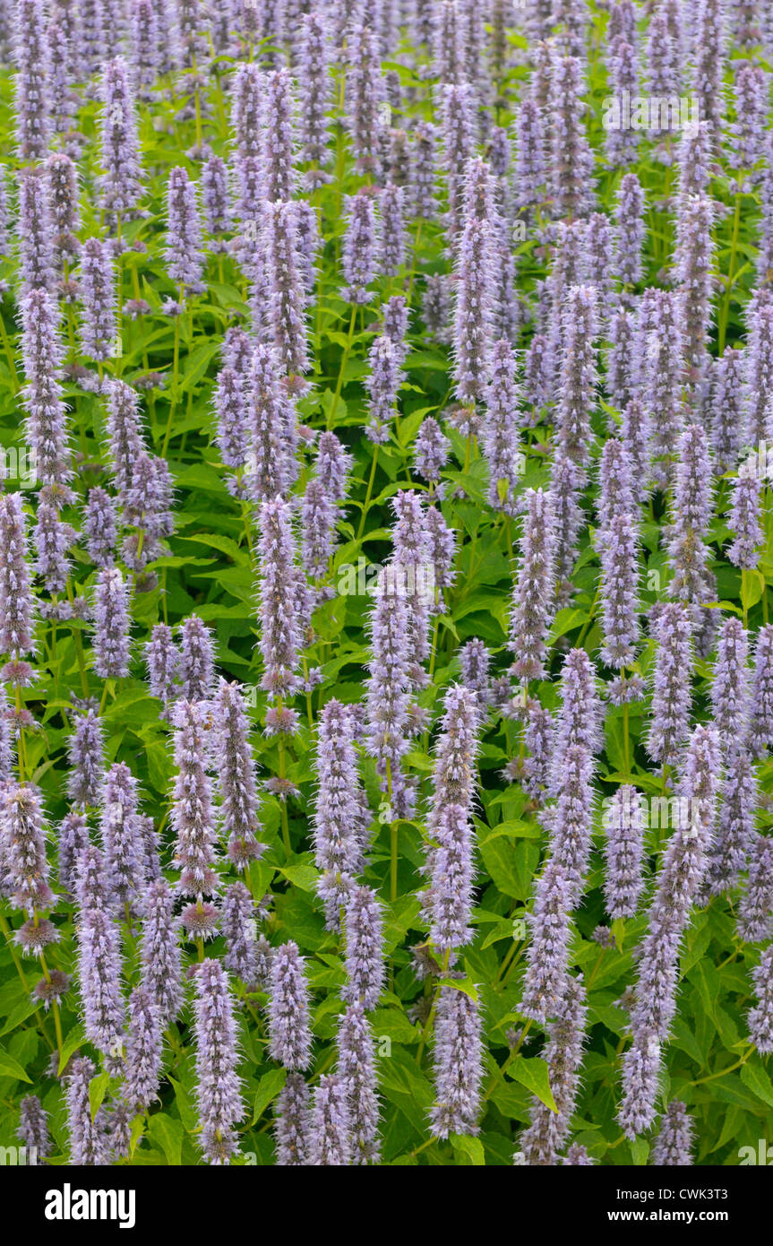 Blue fortune flower hi-res stock photography and images - Alamy
