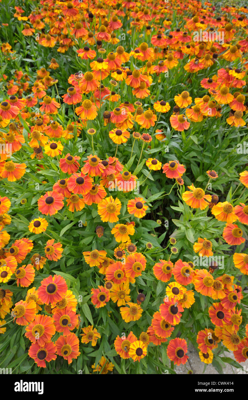 Helenium "Sahin's Early Flowerer Stock Photo - Alamy