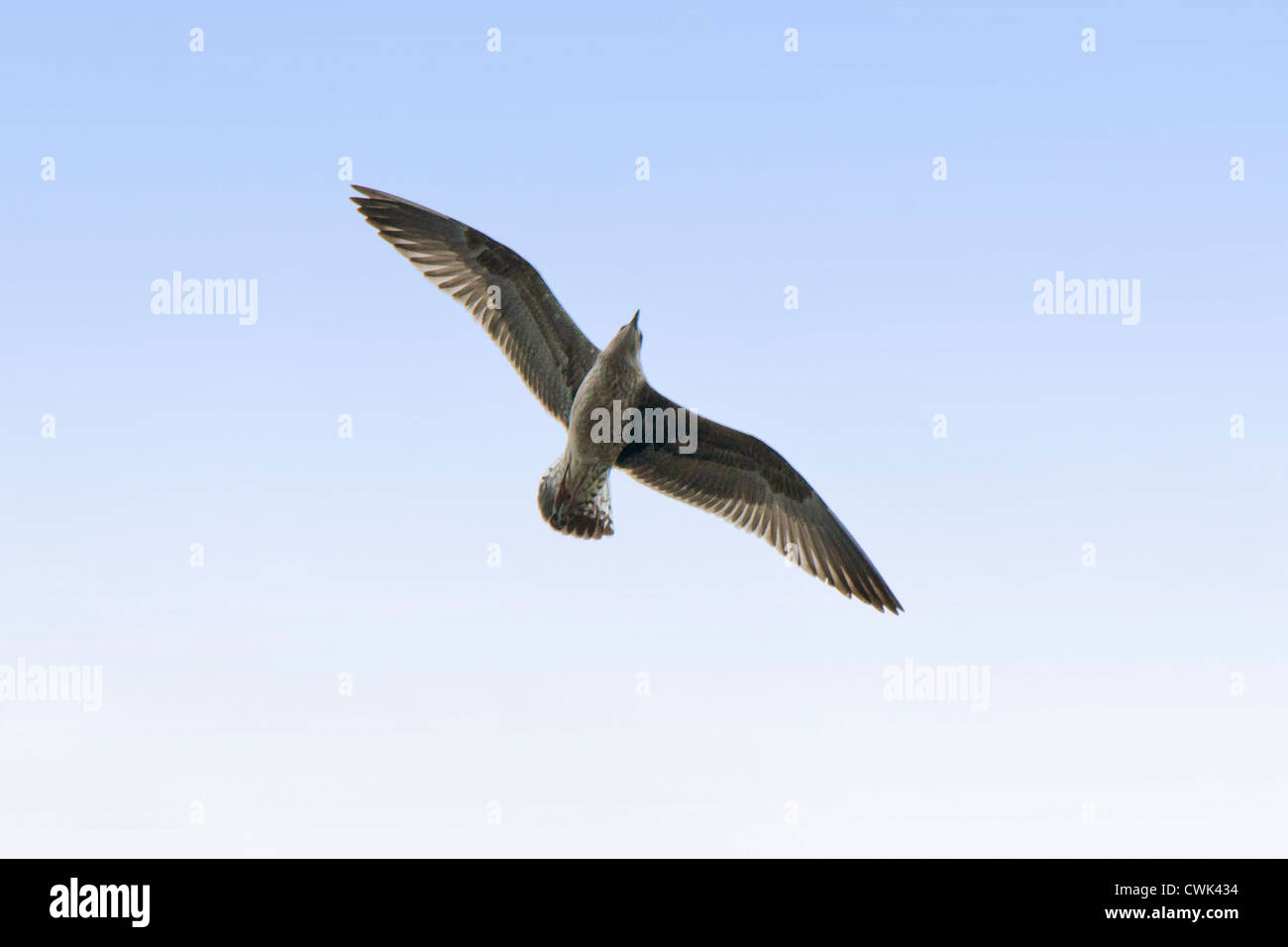 France, Normandy, Mont Saint Michel, Seagul Stock Photo - Alamy
