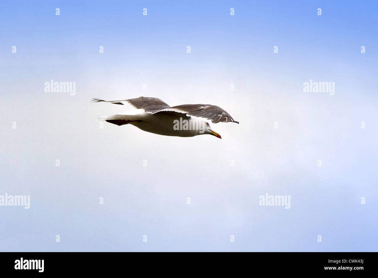 France, Normandy, Mont Saint Michel, Seagul Stock Photo - Alamy