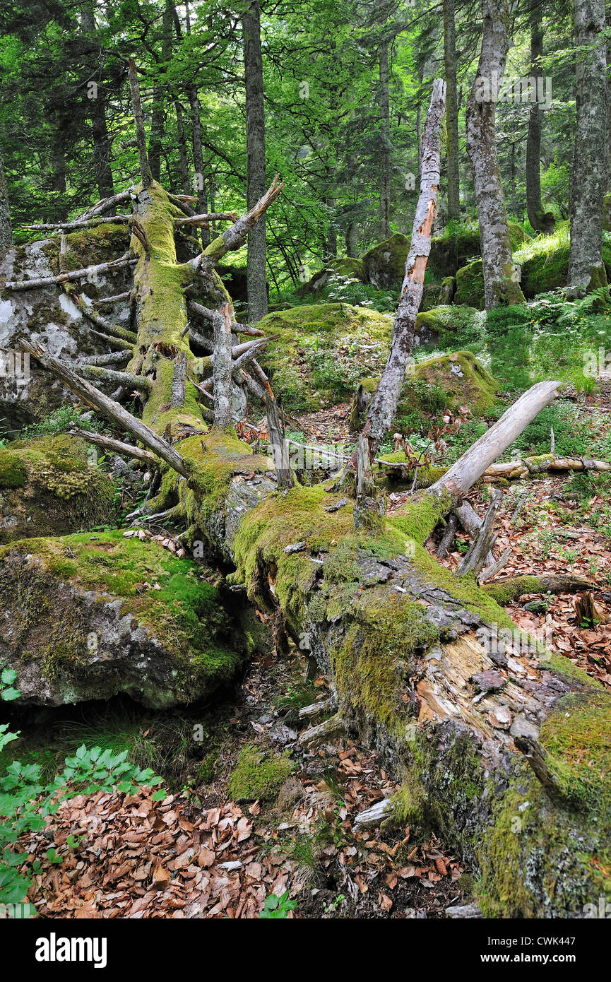 Fallen and broken tree trunk covered in moss, left to rot on forest ...