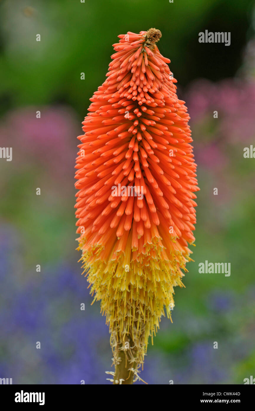 Red Hot Poker: Kniphofia sp in flower bed with other colourful flowers ...