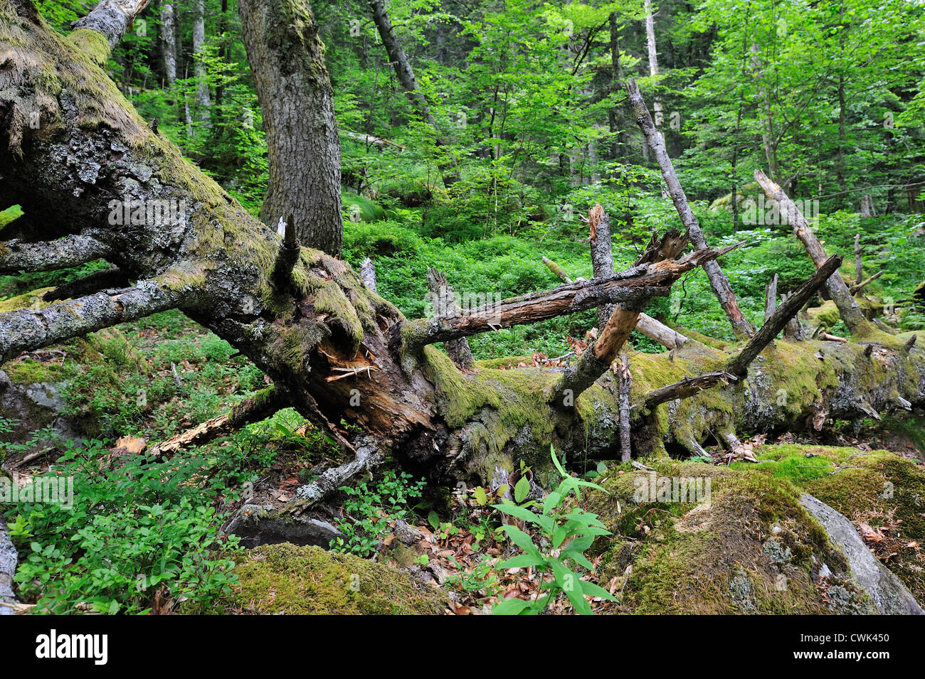 Fallen and broken tree trunk covered in moss, left to rot on forest ...
