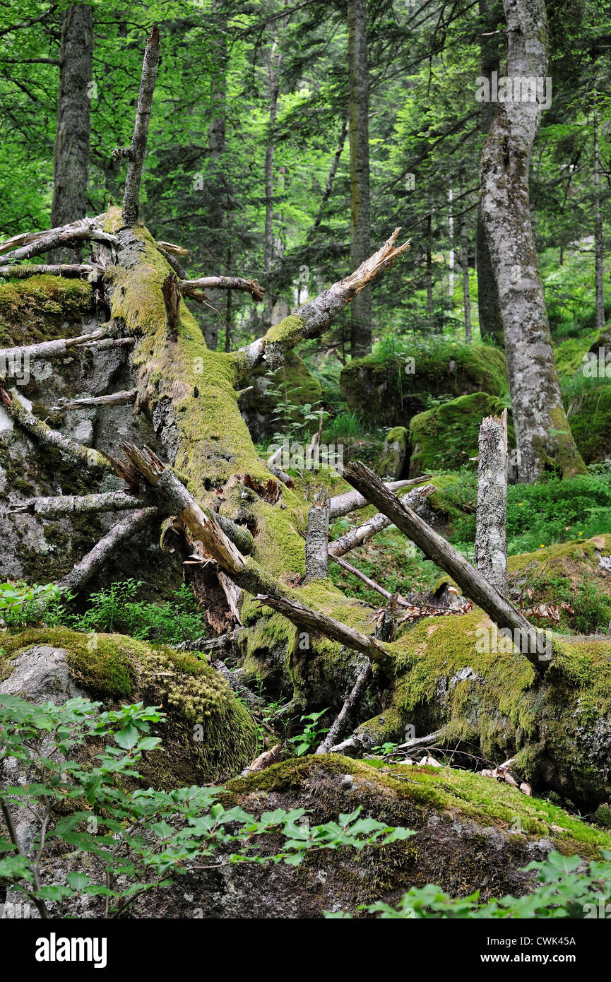 Tree rot hi-res stock photography and images - Alamy