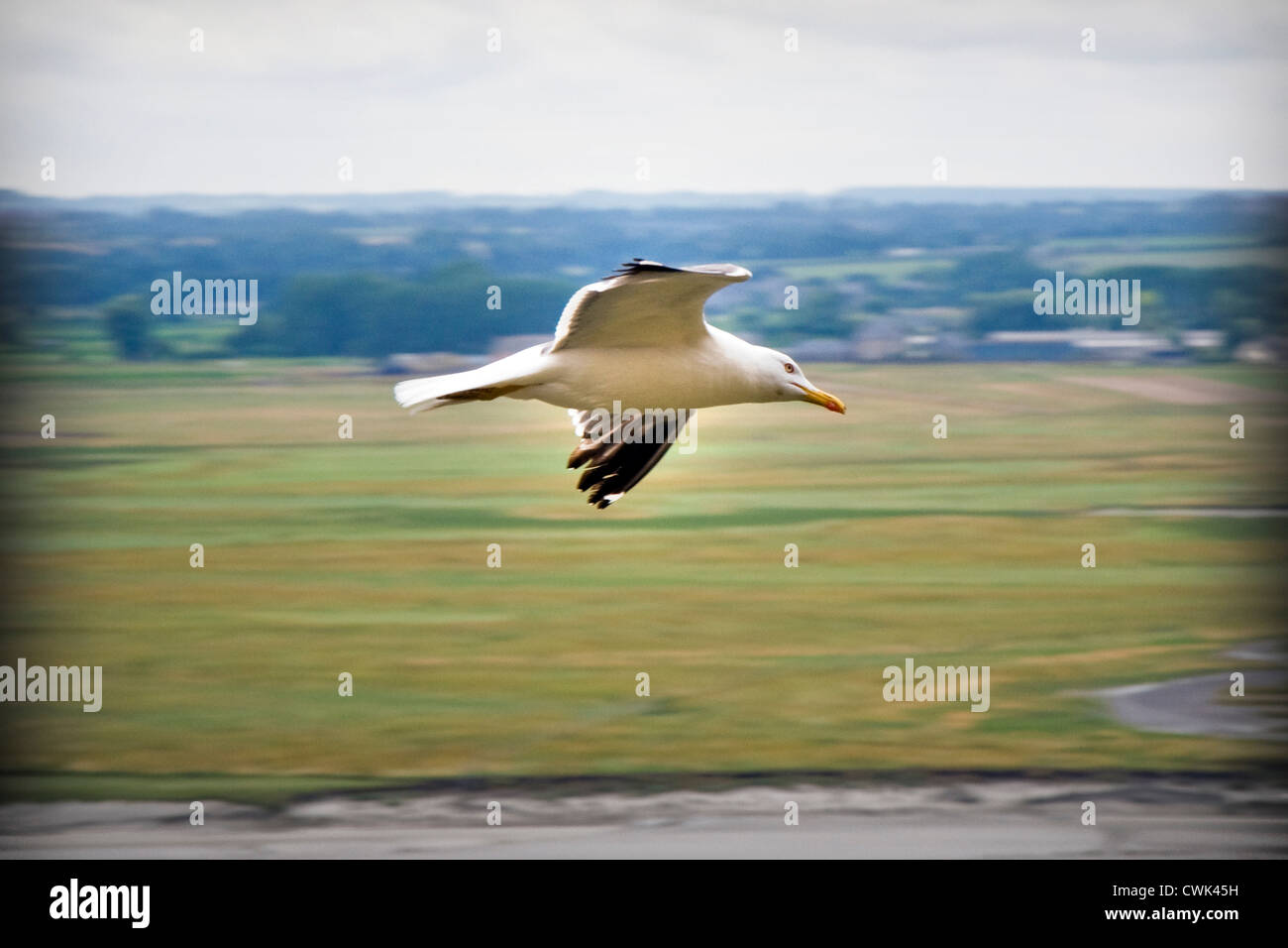 France, Normandy, Mont Saint Michel, Seagul Stock Photo - Alamy