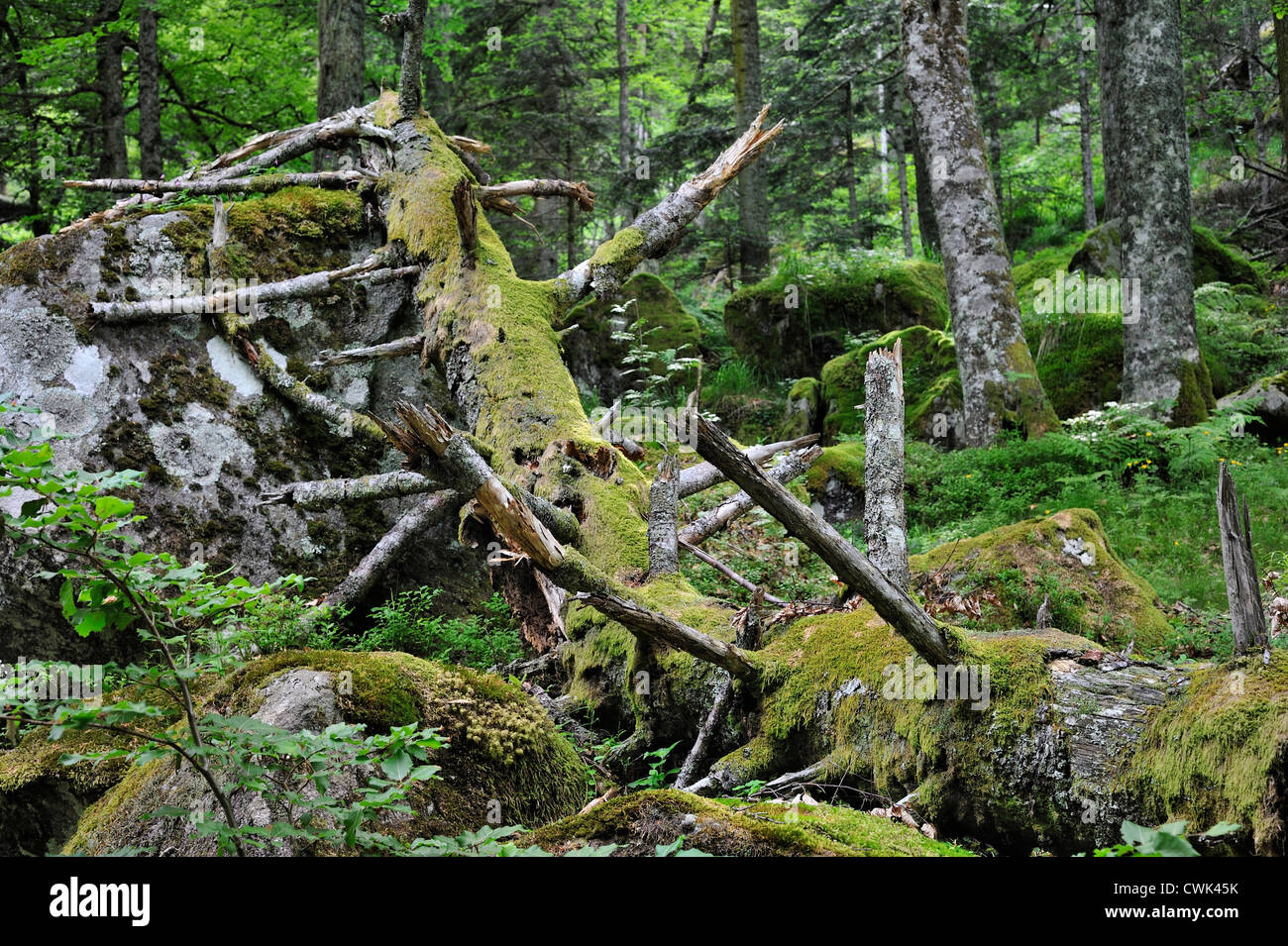 Fallen tree rotting hi-res stock photography and images - Alamy