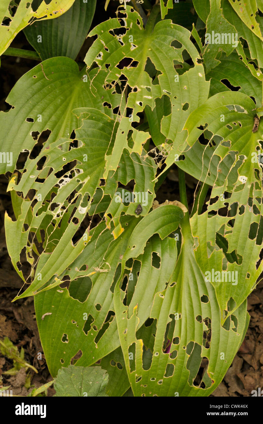 Slug pest damage garden hi-res stock photography and images - Alamy