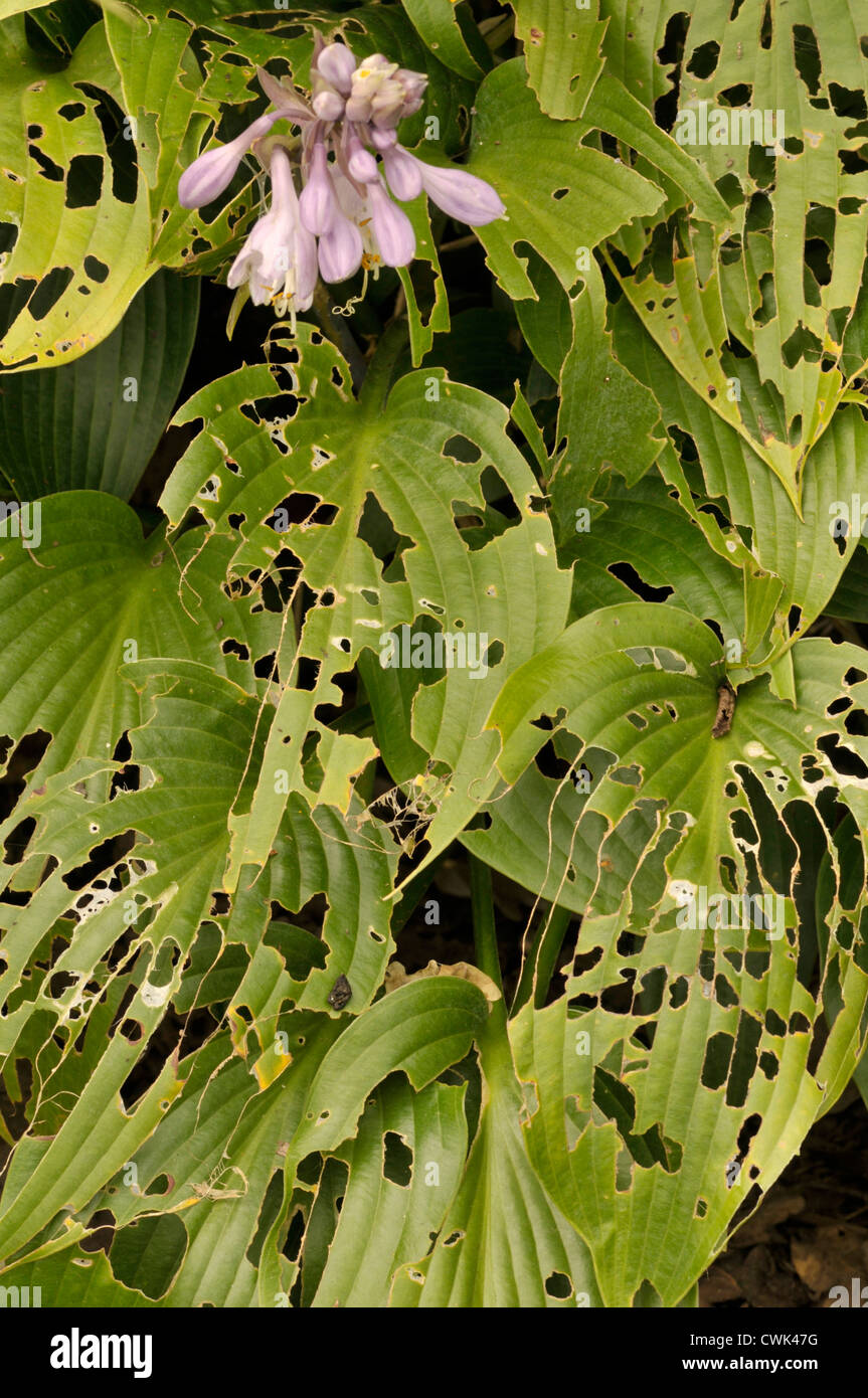 Slug damage hi-res stock photography and images - Alamy