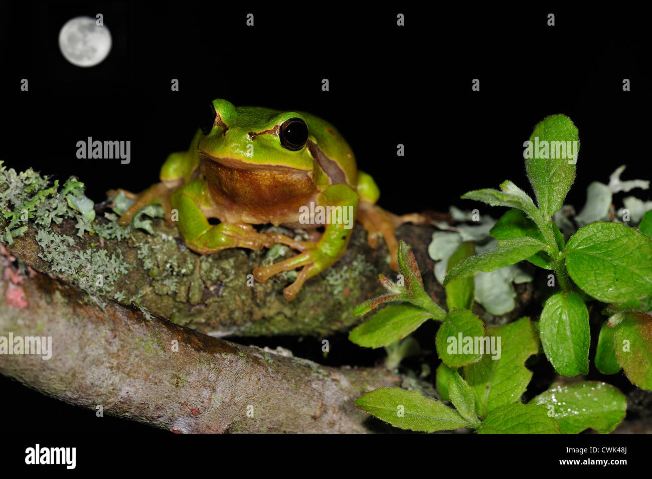 European / Common tree frog (Hyla arborea) sitting on lichen covered ...