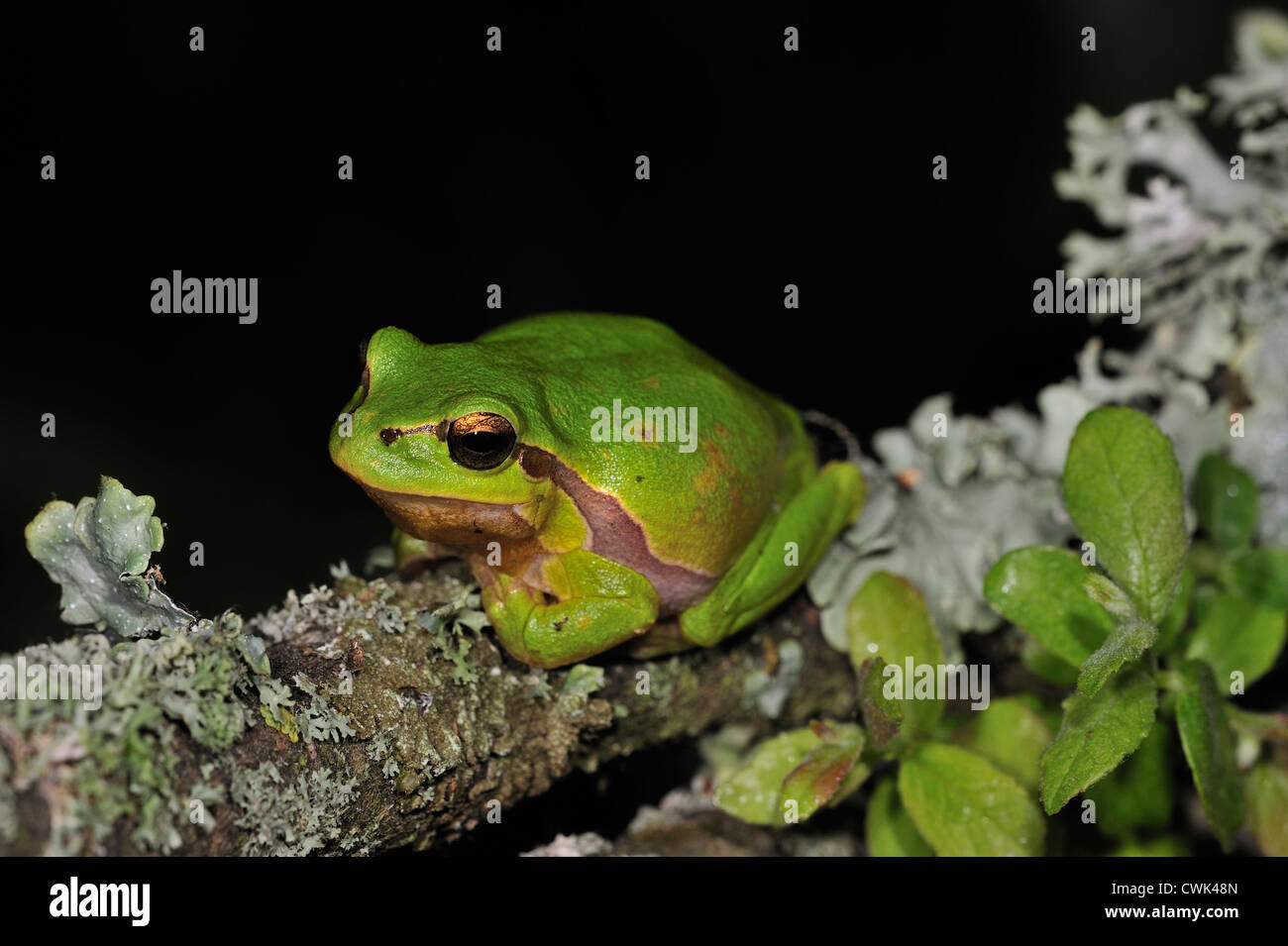 European / Common tree frog (Hyla arborea) sitting on lichen covered ...