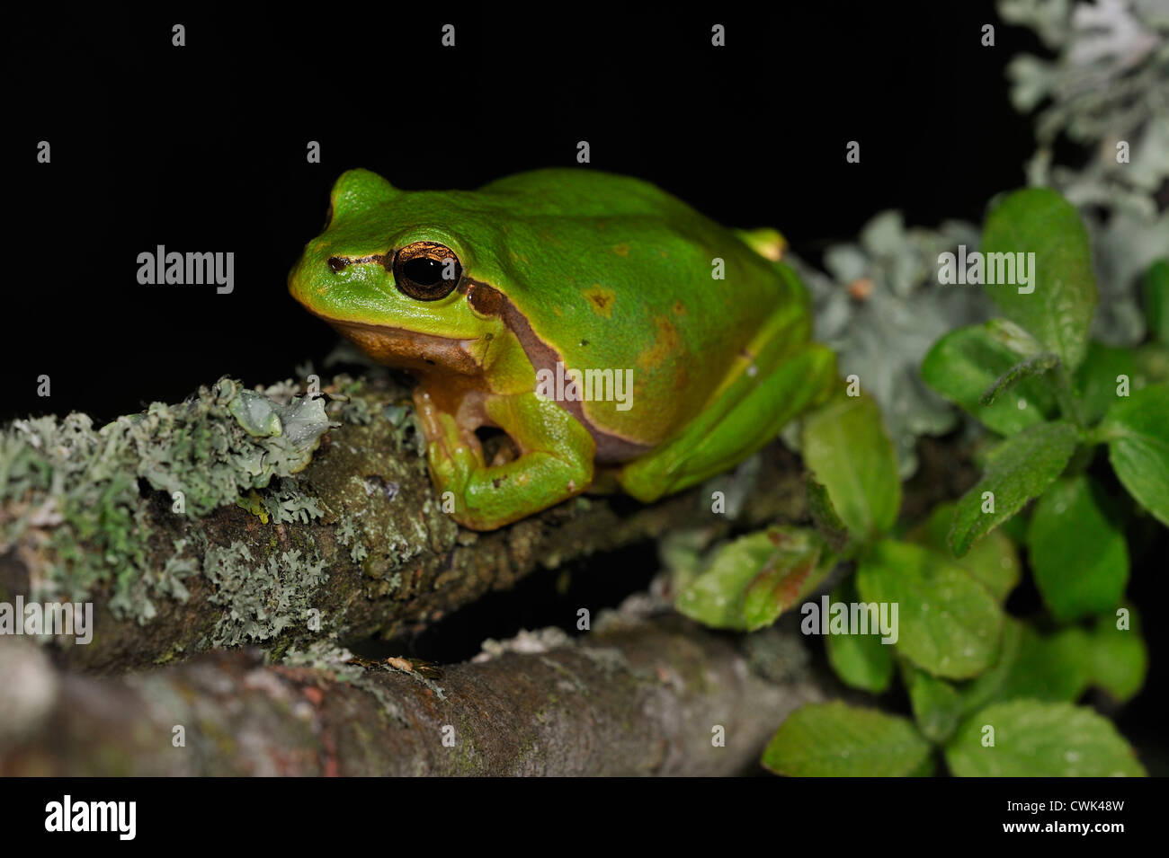 European / Common tree frog (Hyla arborea) sitting on lichen covered ...