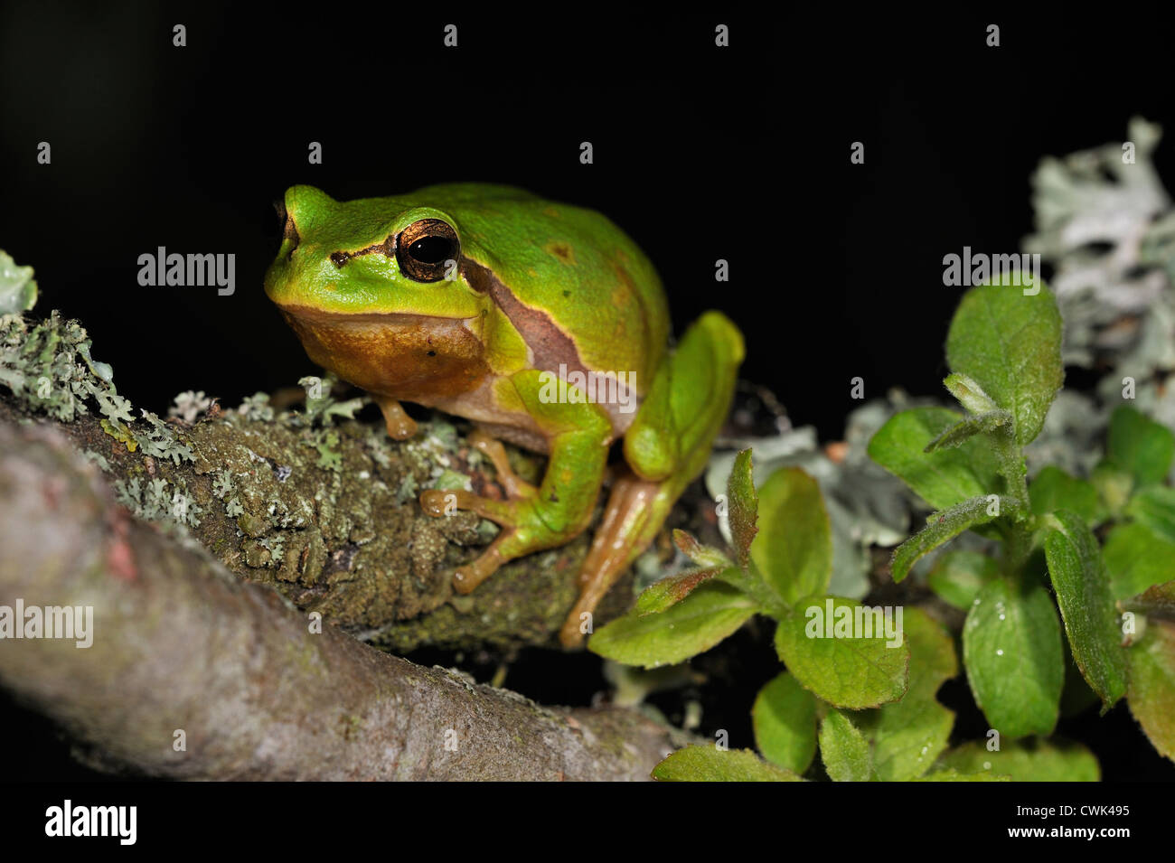European / Common tree frog (Hyla arborea) sitting on lichen covered ...