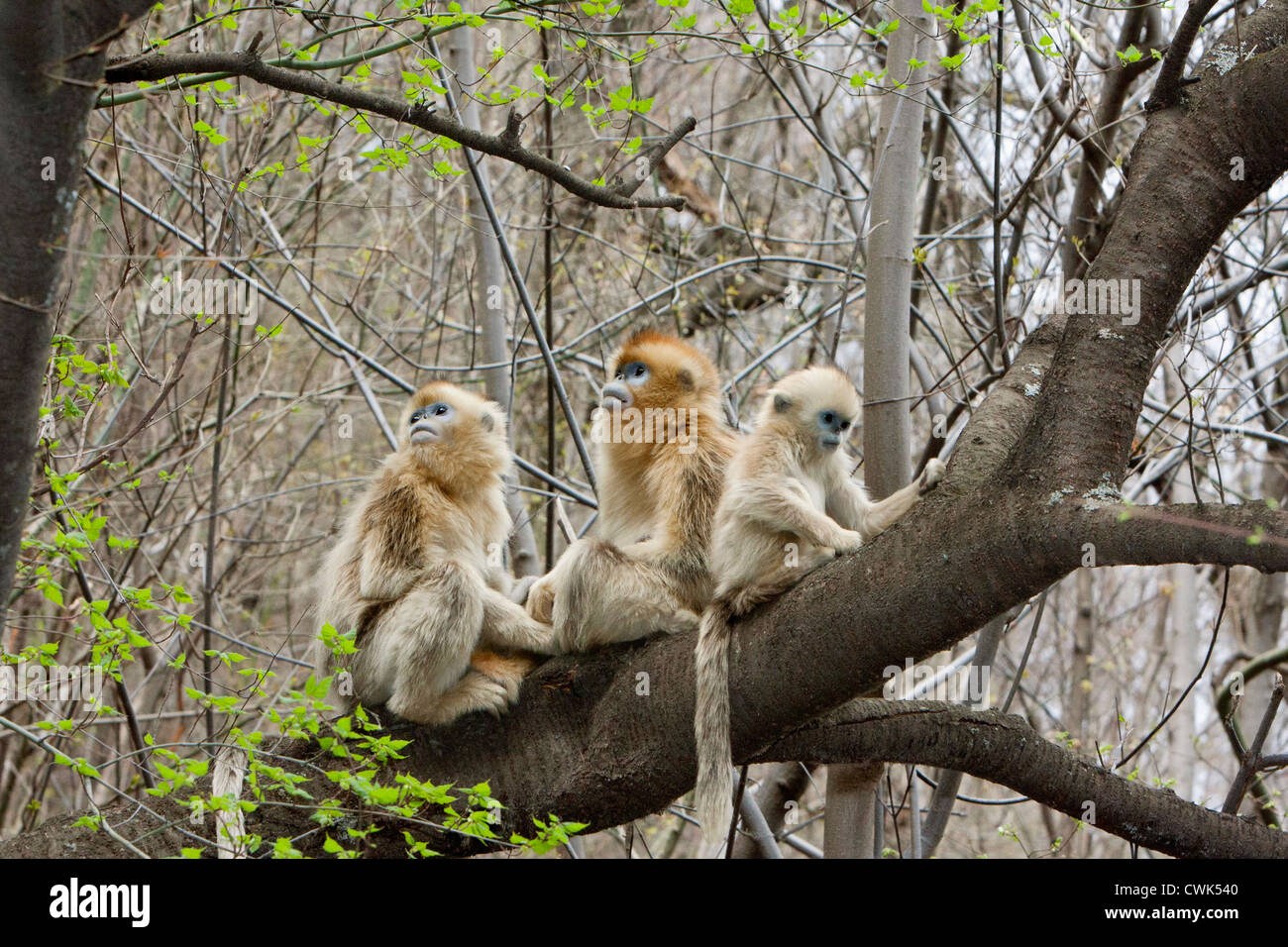 Monkey group hi-res stock photography and images - Alamy