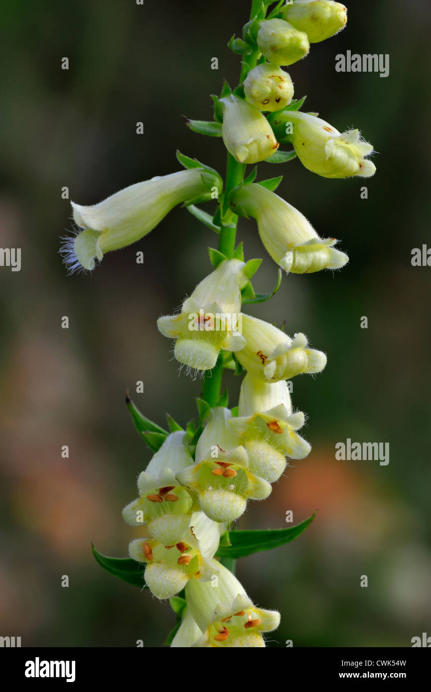 Straw Foxglove / Small Foxglove / Yellow Foxglove (Digitalis lutea) in ...