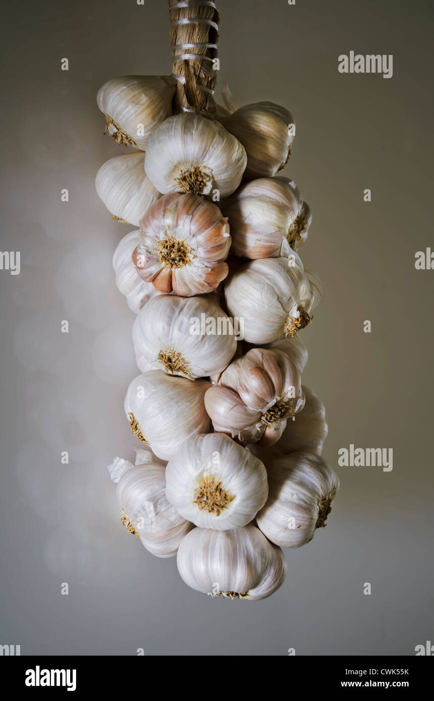 Hanging bunch of garlic bulbs Stock Photo - Alamy