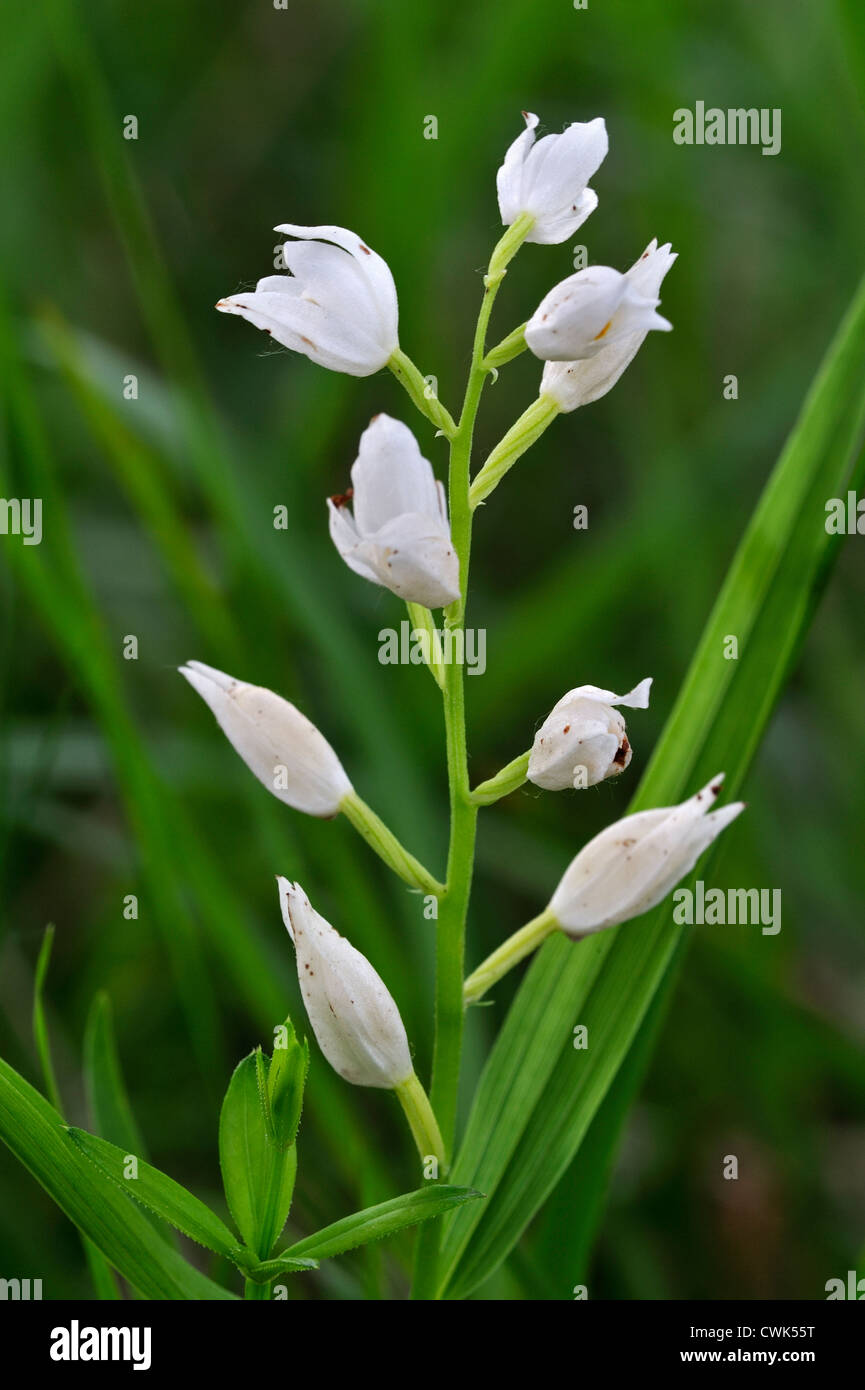 Sword-leaved Helleborine / Narrow-leaved / Long-leaved helleborine ...