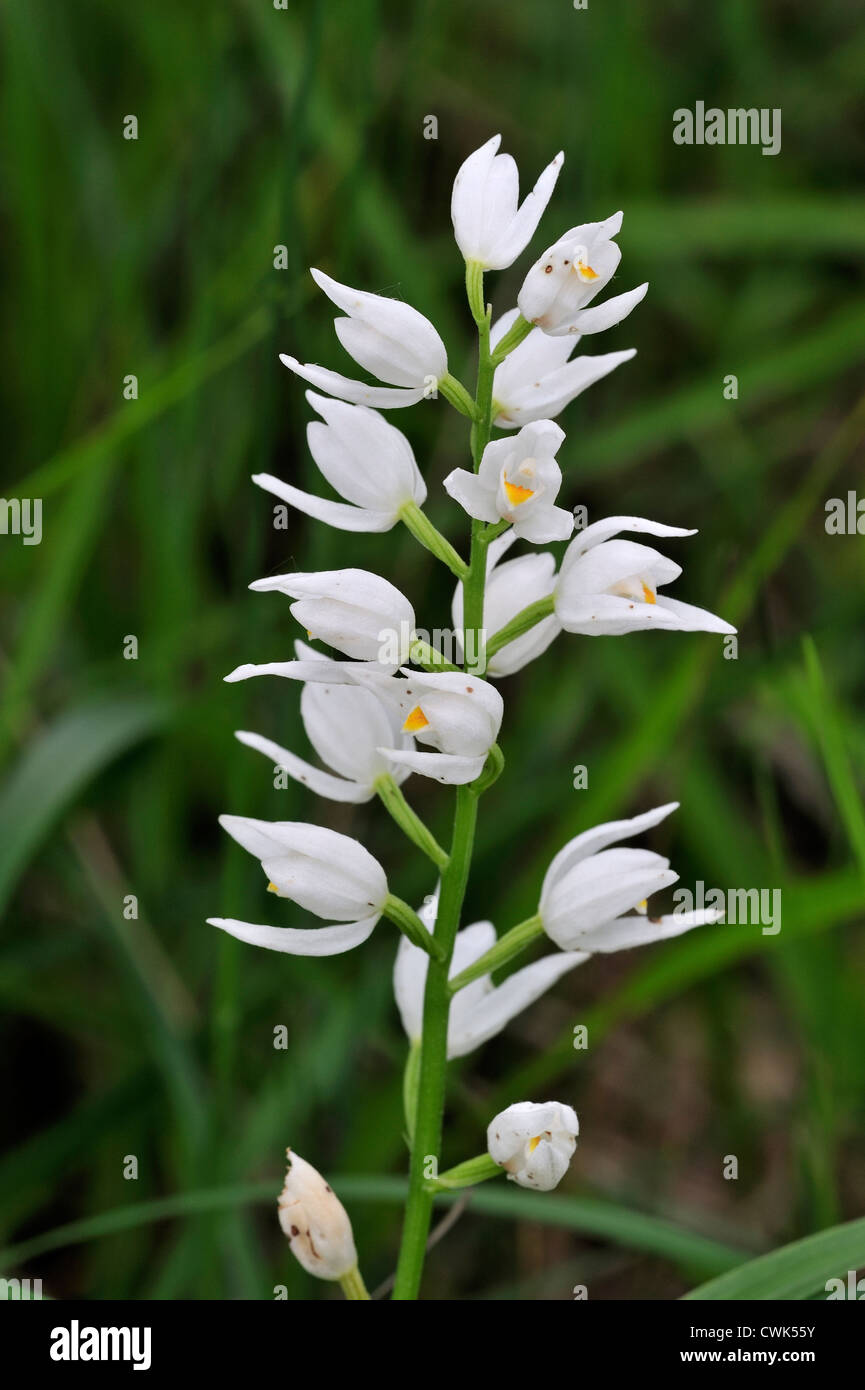 Sword-leaved Helleborine / Narrow-leaved / Long-leaved helleborine ...