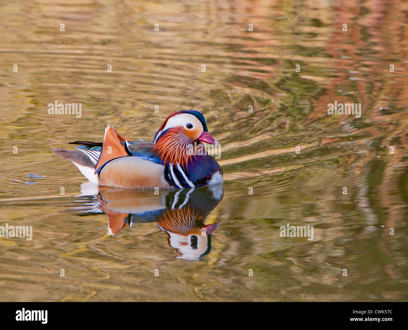 Beijing, China, Male mandarin duck swimming in pond Stock Photo - Alamy