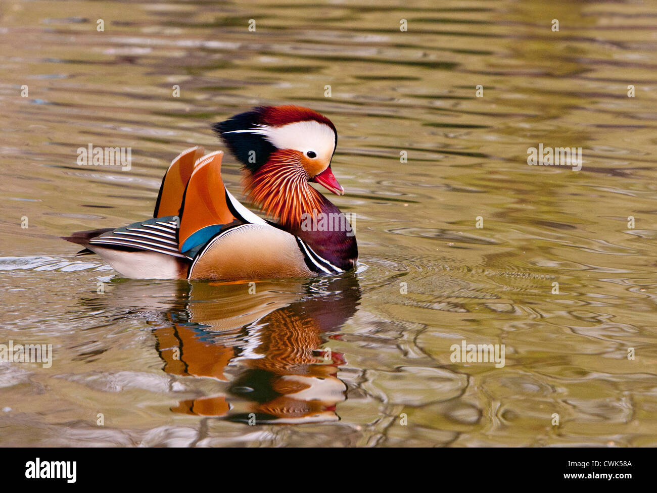 Beijing, China, Male mandarin duck swimming in pond Stock Photo - Alamy