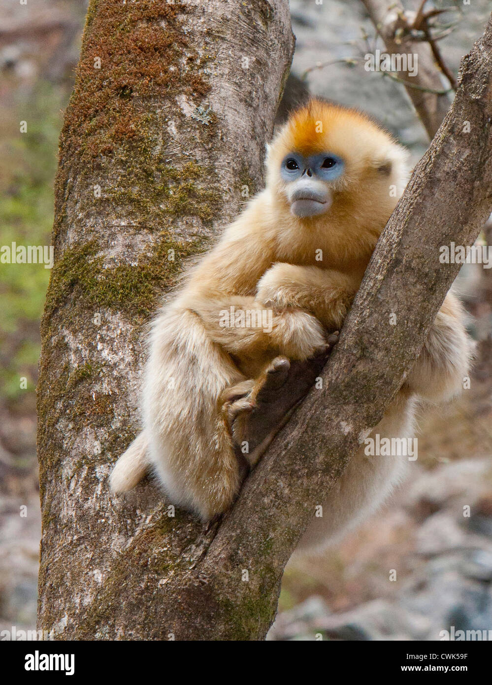Qinling Mountains, China, female Golden monkey in tree Stock Photo - Alamy