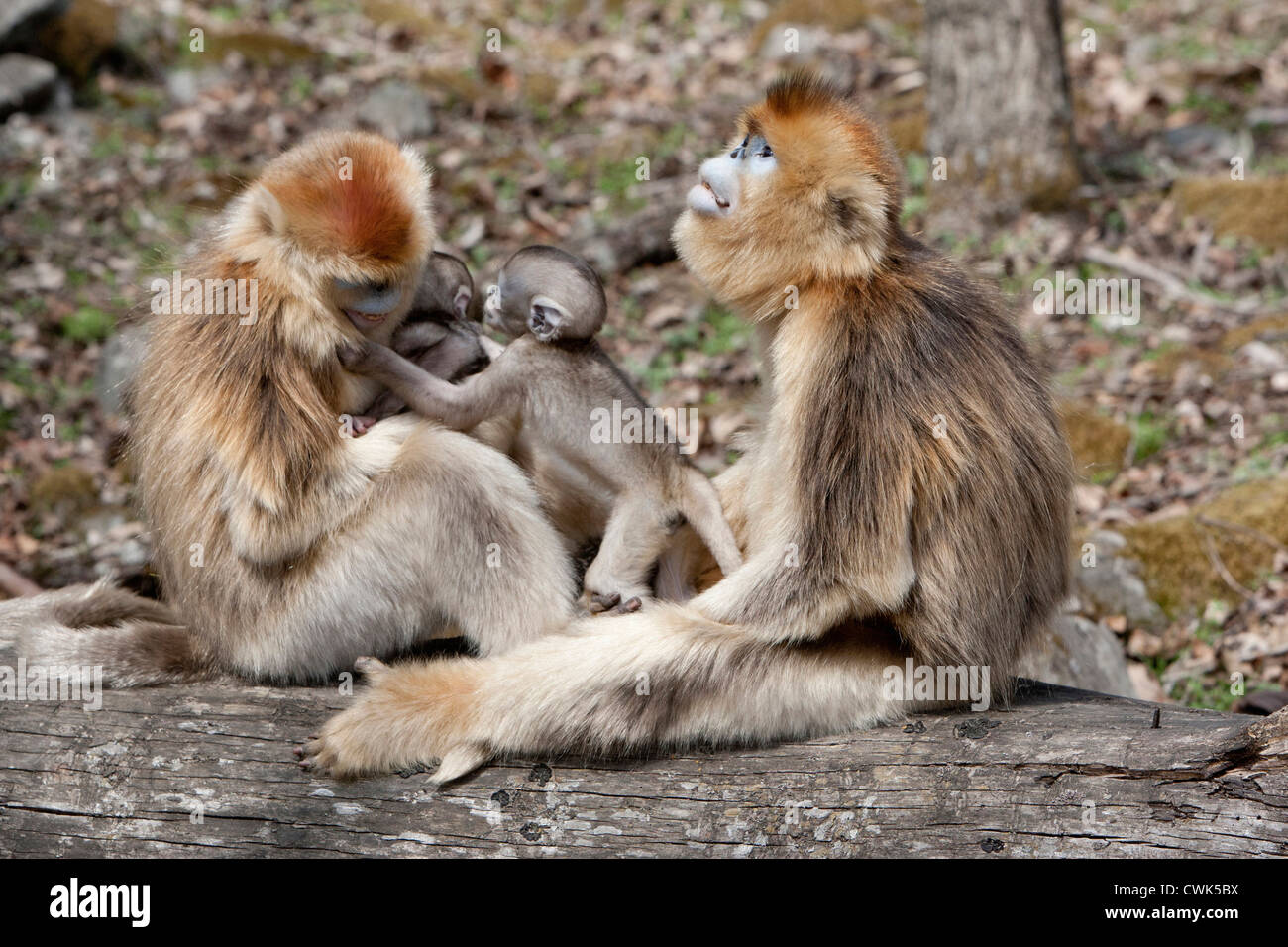 Qinling Mountains, Two female Golden Monkeys with newborns Stock Photo ...