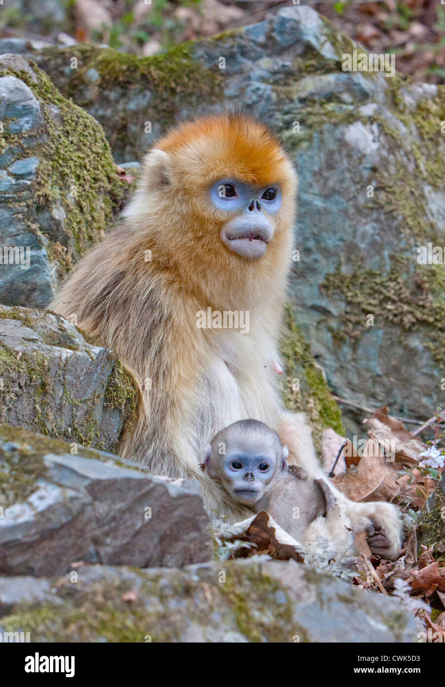 Golden monkey china hi-res stock photography and images - Alamy