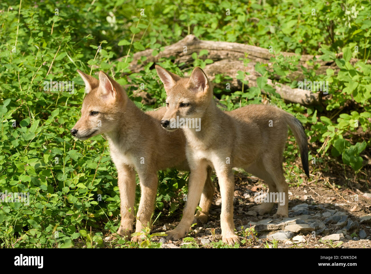 Two coyote cubs standing side by side curiously looking in the ...
