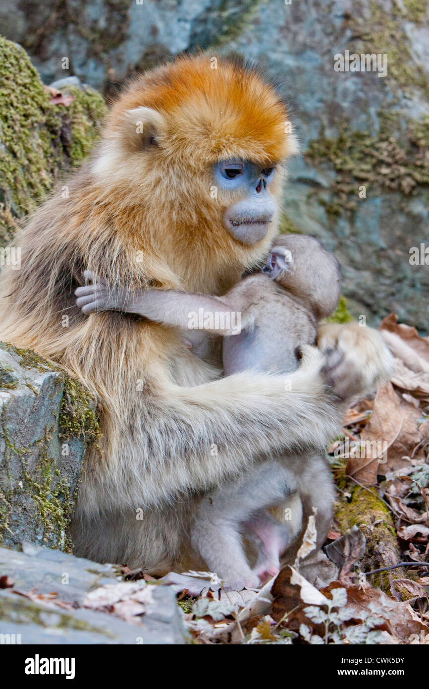 Qinling Mountains, China, Female Golden monkey with infant Stock Photo ...