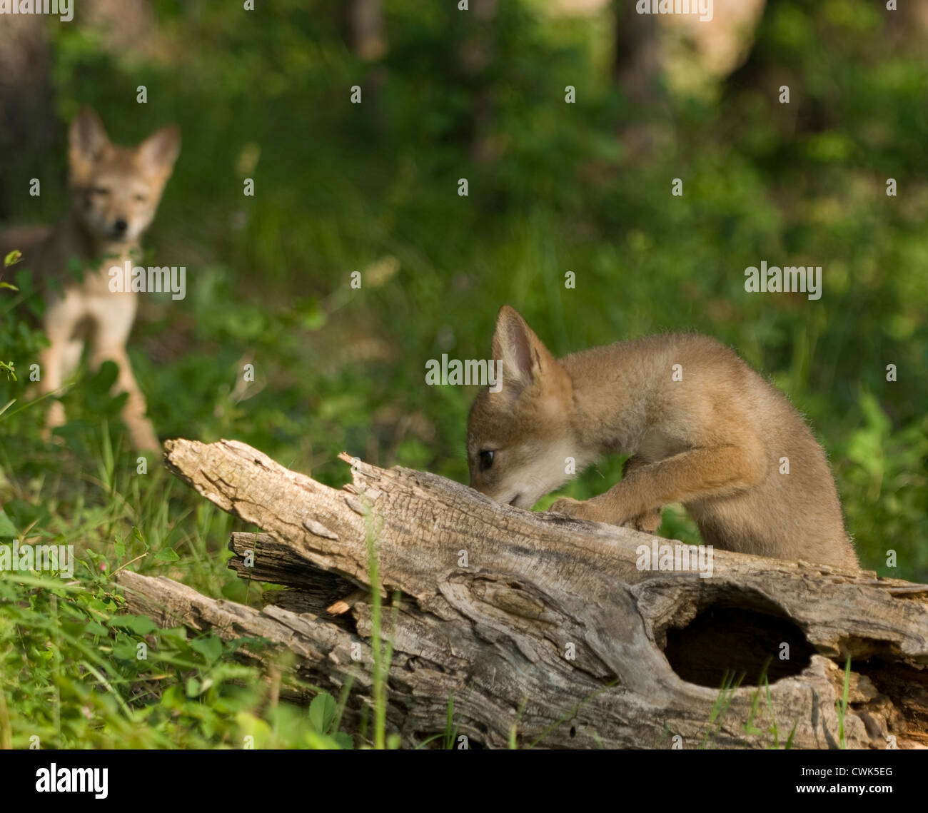 Coyote cubs playing in a fallen hollow tree trunk Stock Photo - Alamy