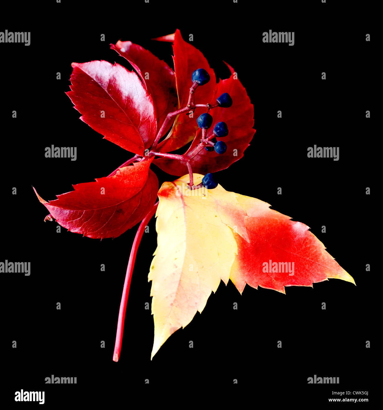 Yellow leaves and black berries hi-res stock photography and images - Alamy
