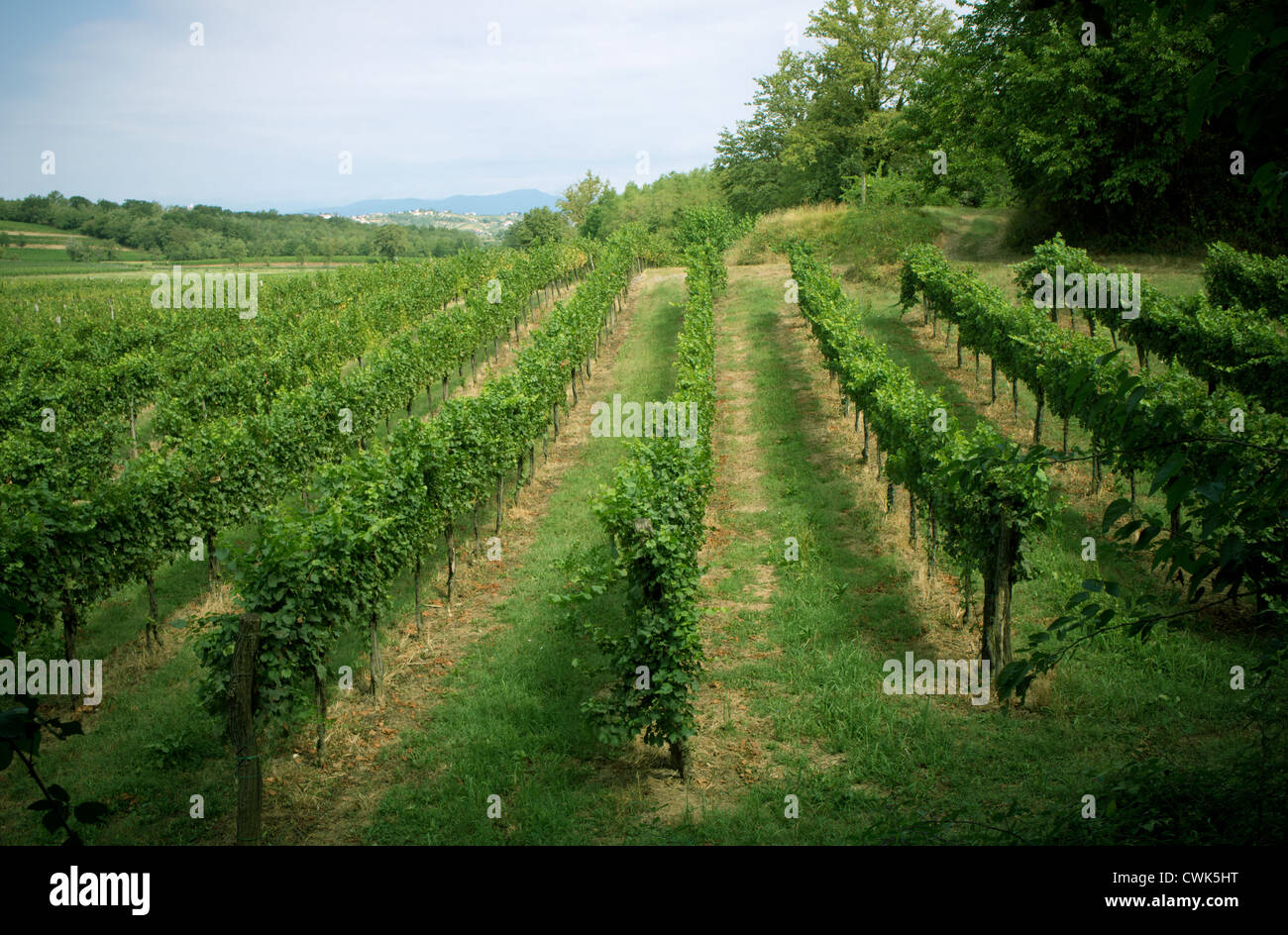 Vineyard landscape with small towns on the background in the Veneto ...