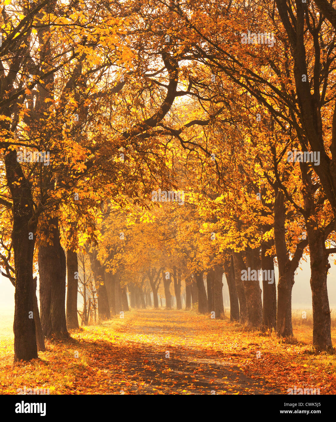 Avenue of trees with golden leaves hi-res stock photography and images ...