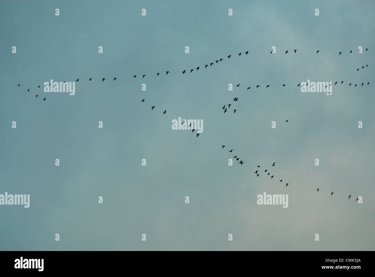 Geese flying in a V-shape on their way to a warmer place Stock Photo ...