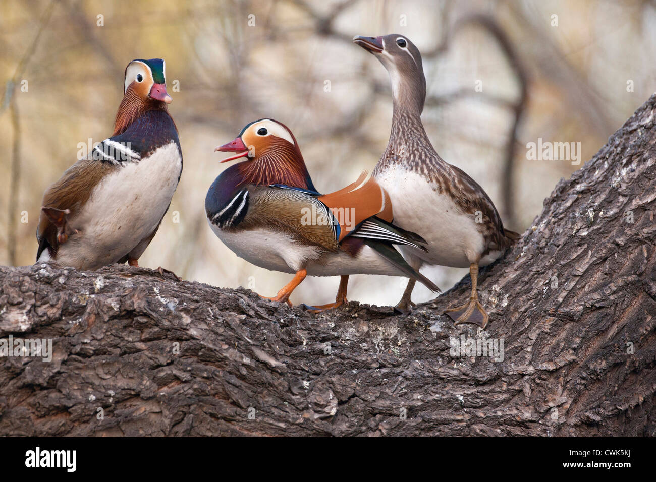 Beijing, China, Two males vying for a female Mandarin duck during ...