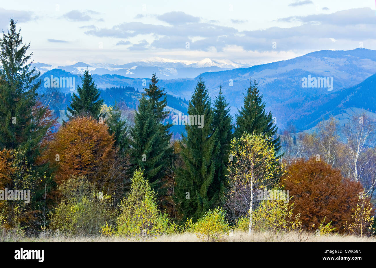 Colorful mountain forest birch hi-res stock photography and images - Alamy