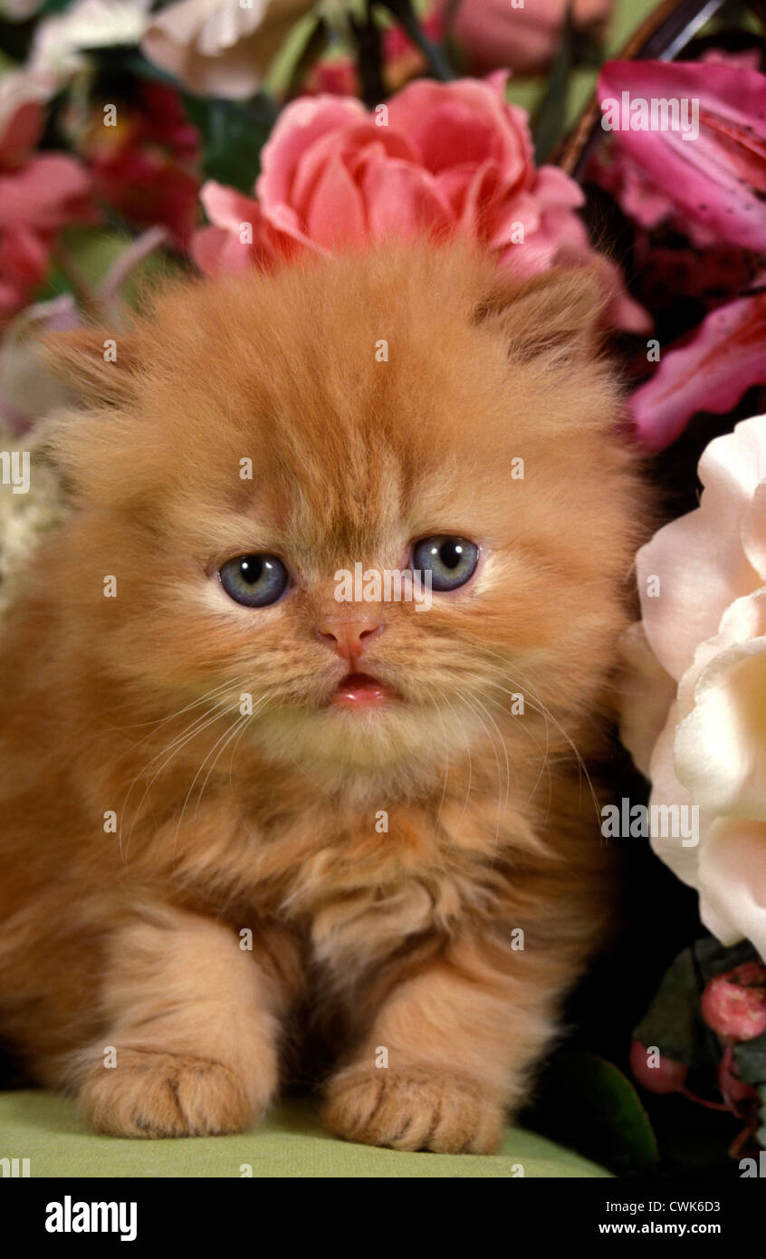 ginger persian kitten among flowers Stock Photo - Alamy