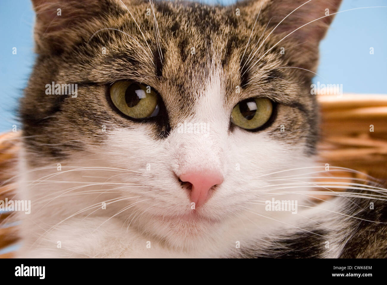 Adult cat hi-res stock photography and images - Alamy