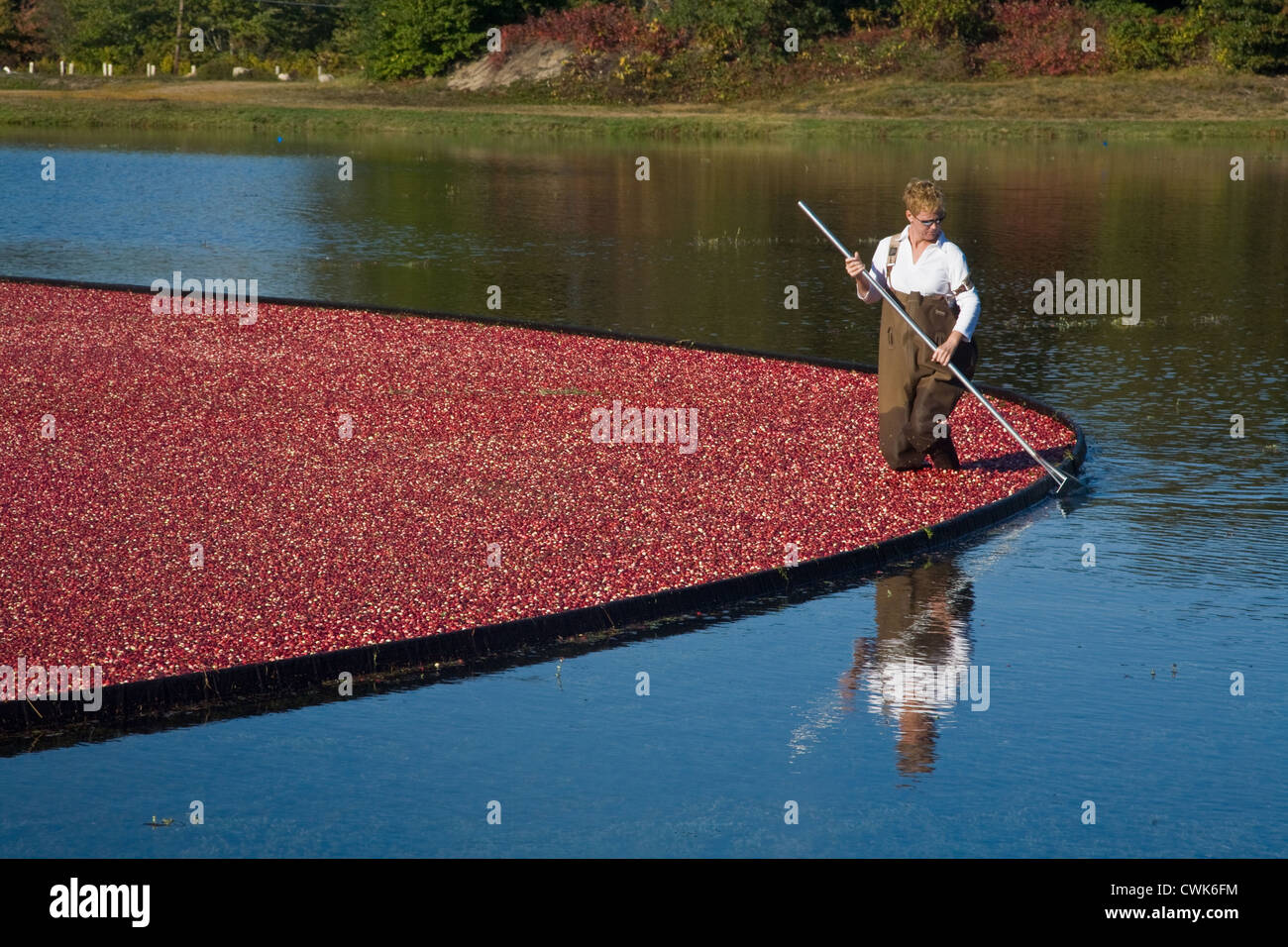 Woman harvests cranberries in cranberry bog Stock Photo - Alamy