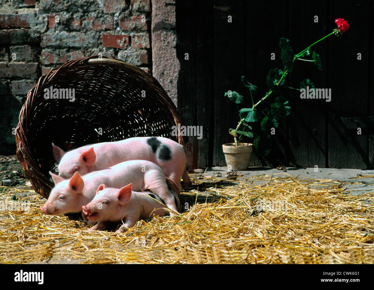 Animal porker hi-res stock photography and images - Alamy