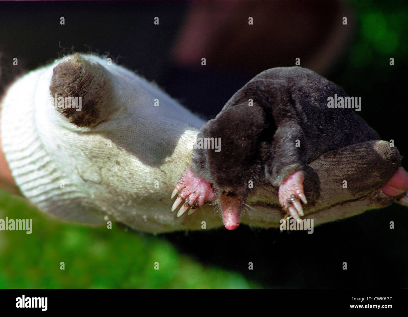 Mole animal hand hi-res stock photography and images - Alamy