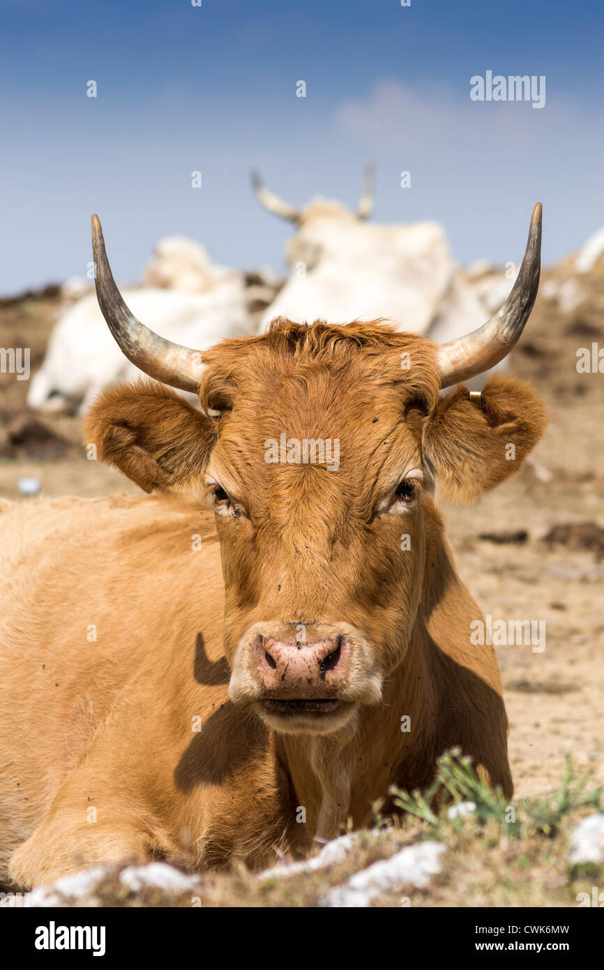 portrait of cow on a farm Stock Photo - Alamy
