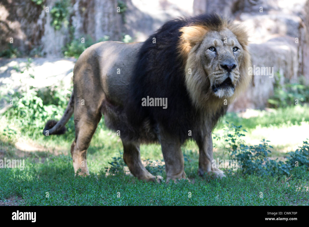 profile of a relaxed African lion staring in the zoo Stock Photo - Alamy