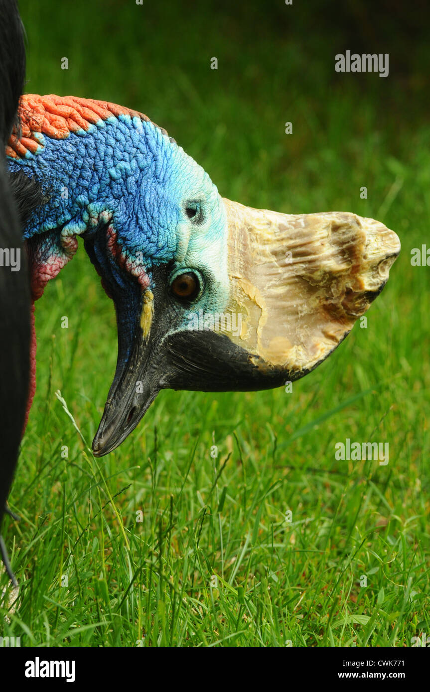 Head of Bird Stock Photo - Alamy