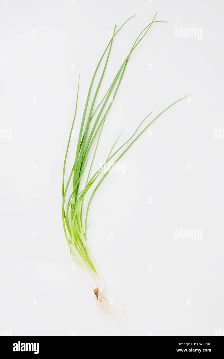 Spring onions on white background Stock Photo - Alamy