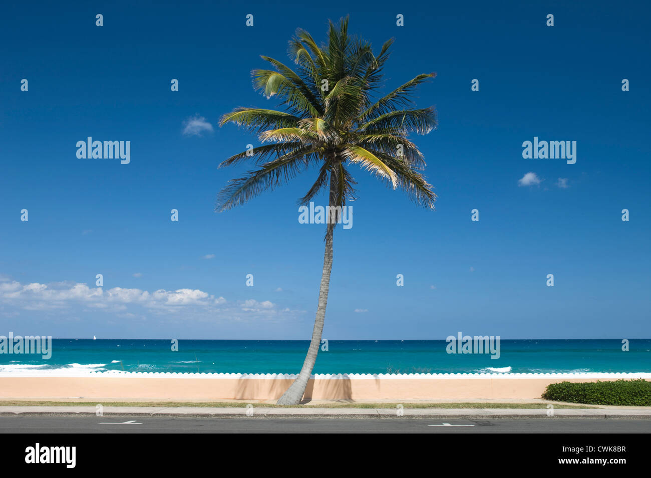 LONE PALM TREE SOUTH OCEAN BOULEVARD PROMENADE PALM BEACH FLORIDA USA ...