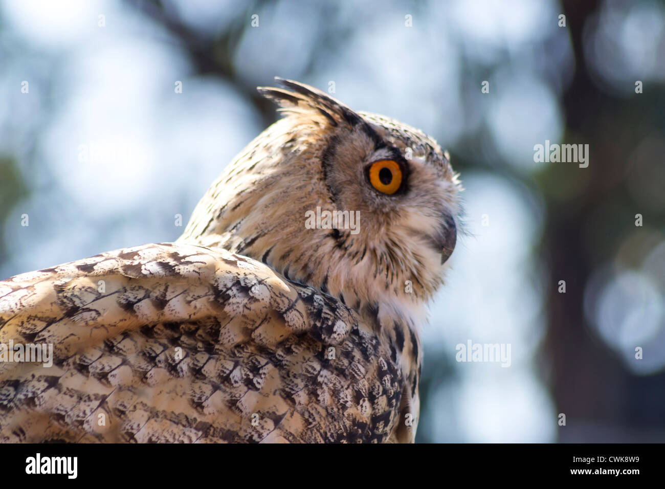 Owls are the order Strigiformes Stock Photo - Alamy