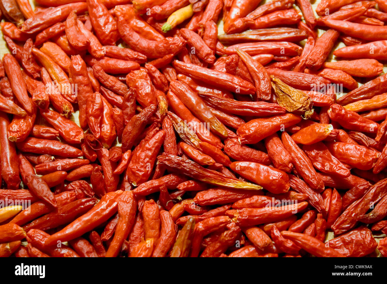 Tiny Philippine Chili called Labuyo Stock Photo - Alamy