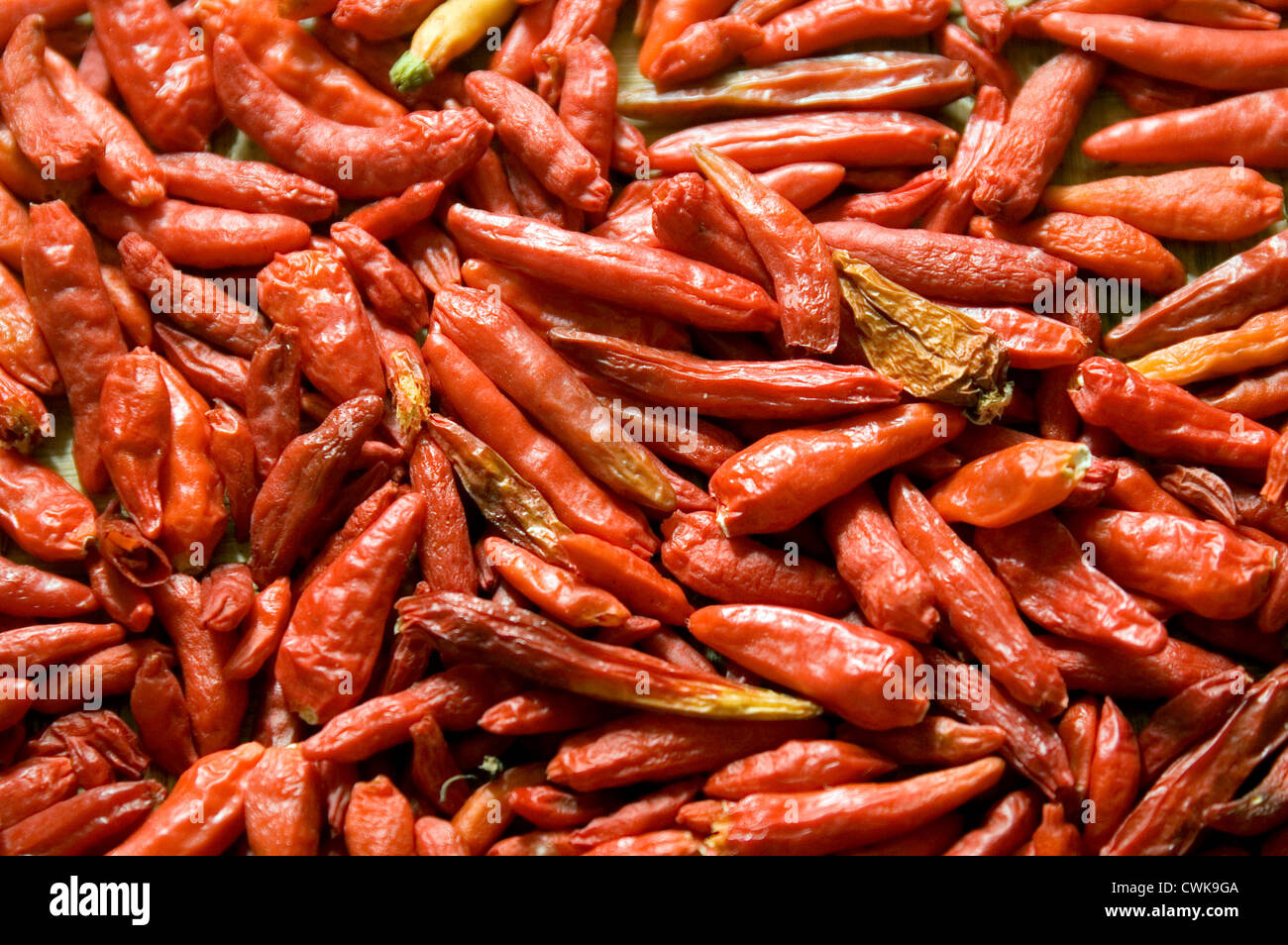 Tiny Philippine Chili called Labuyo Stock Photo - Alamy
