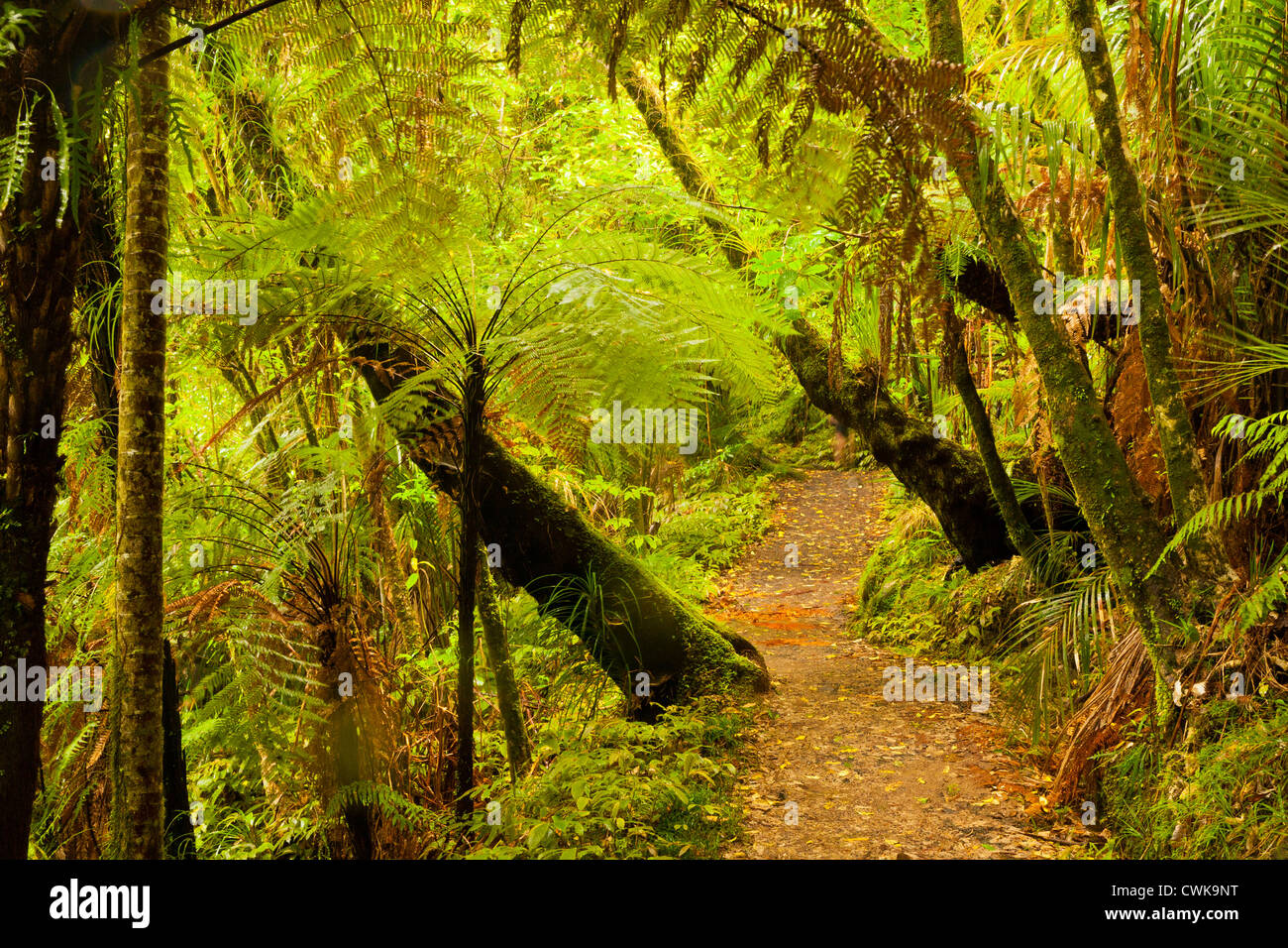 Waitakere range regional park hi-res stock photography and images - Alamy