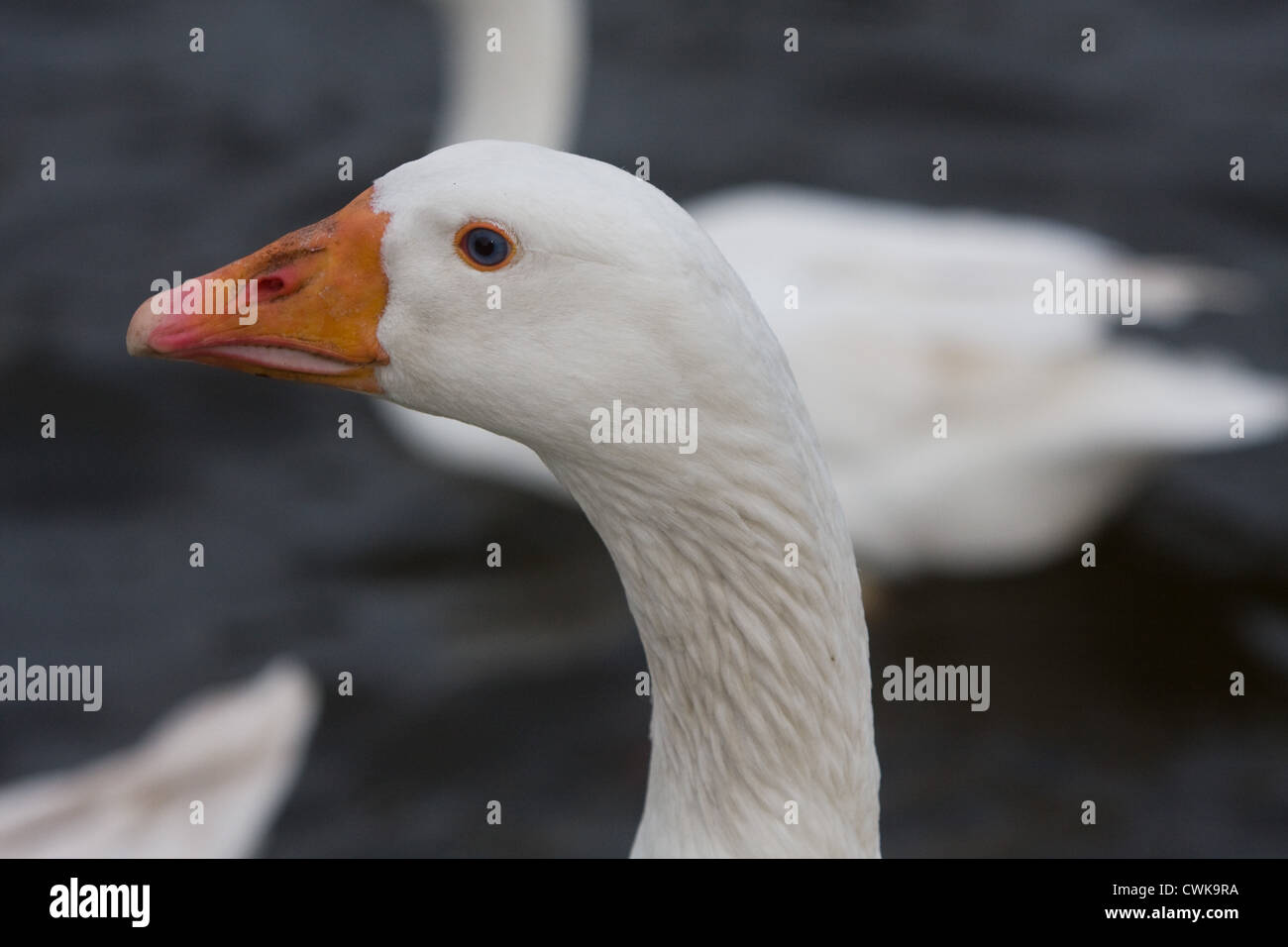 Orange beak goose hi-res stock photography and images - Alamy